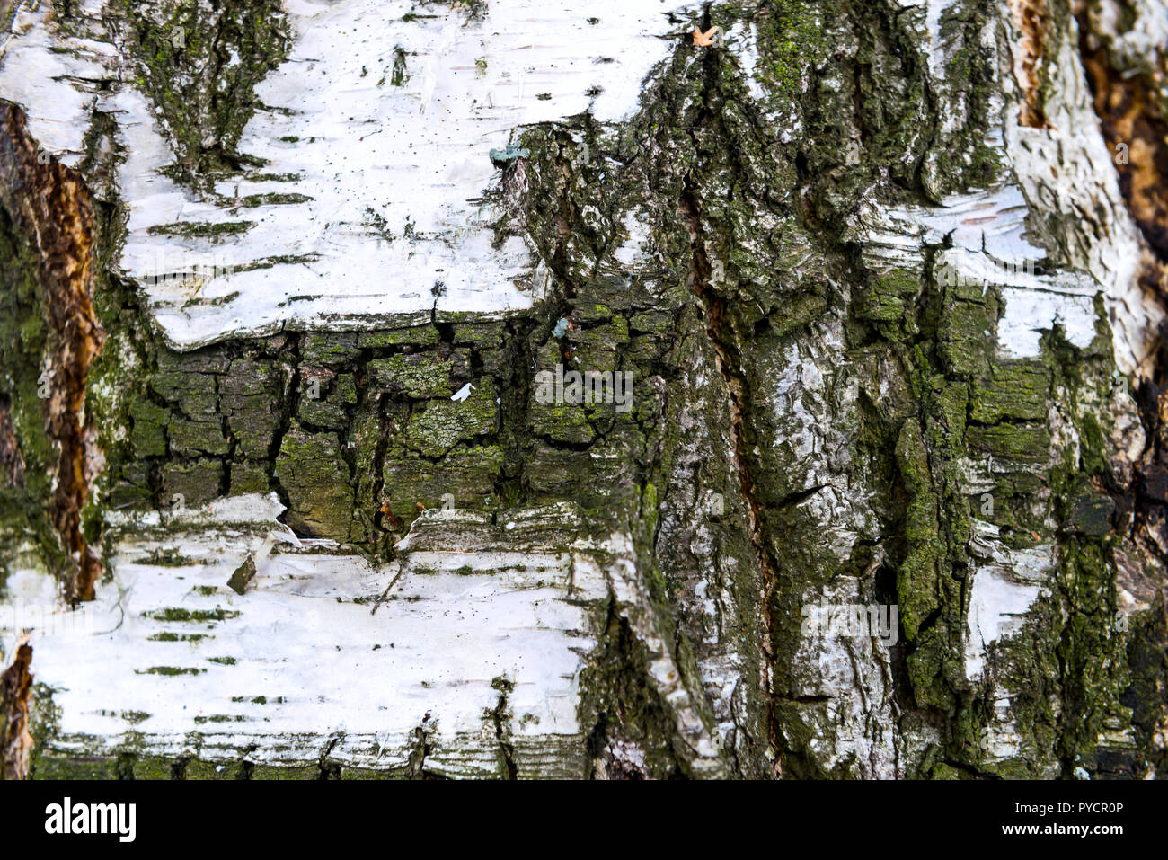 Natural background - the horizontal texture of a real birch bark close ...