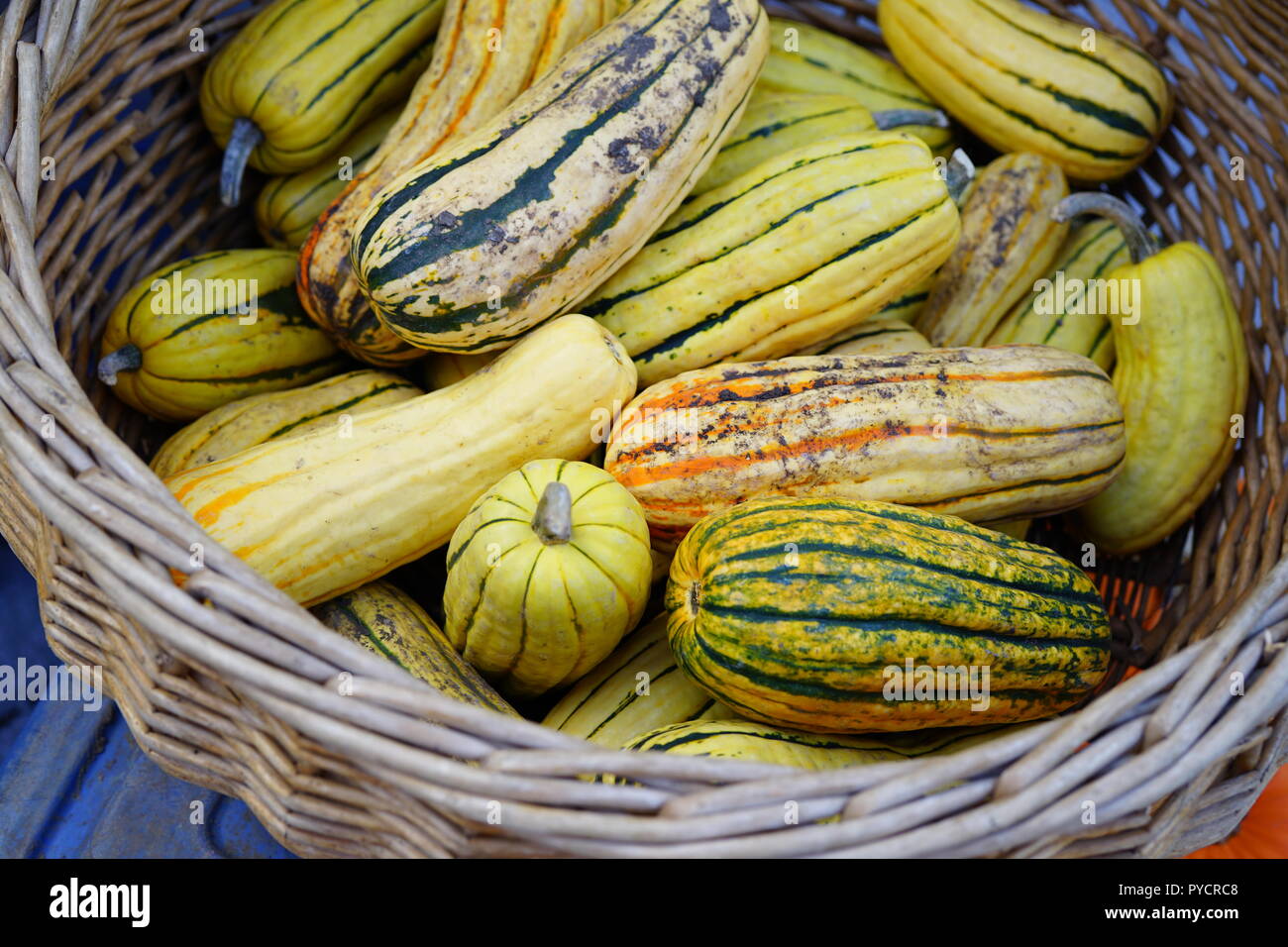 Basket of striped yellow and green delicata squash in the fall Stock ...