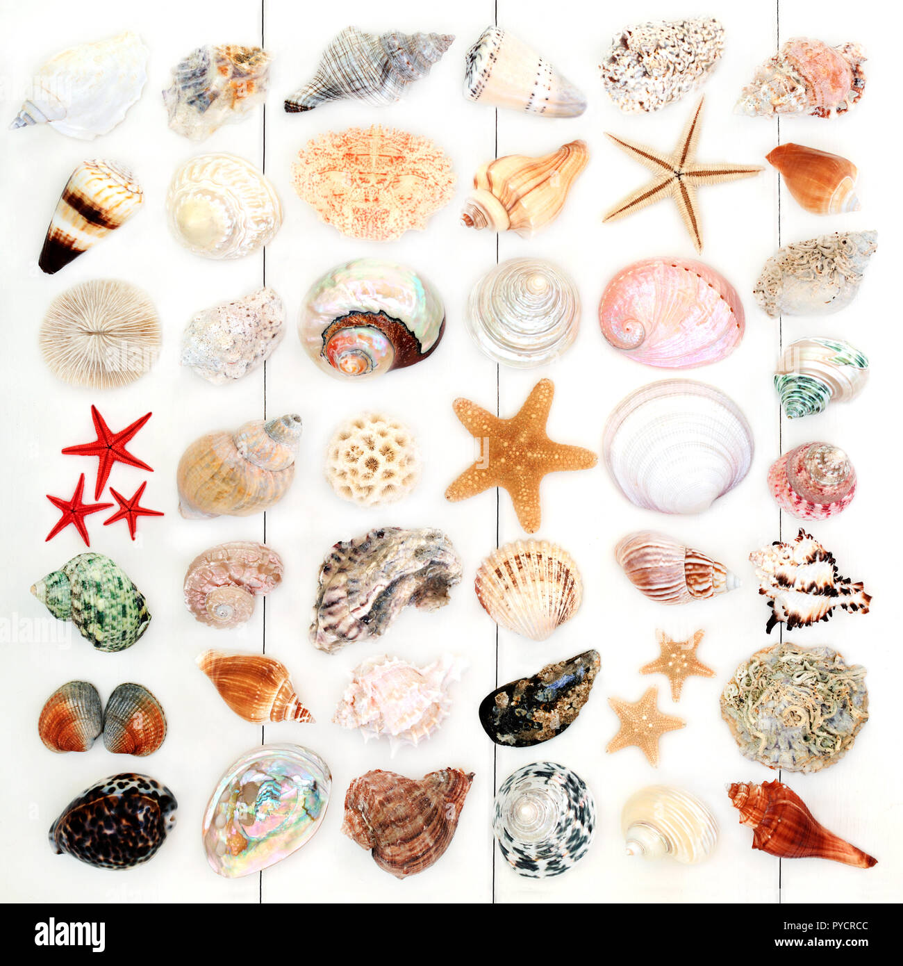 Large seashell collection on rustic white wood background. Top view ...