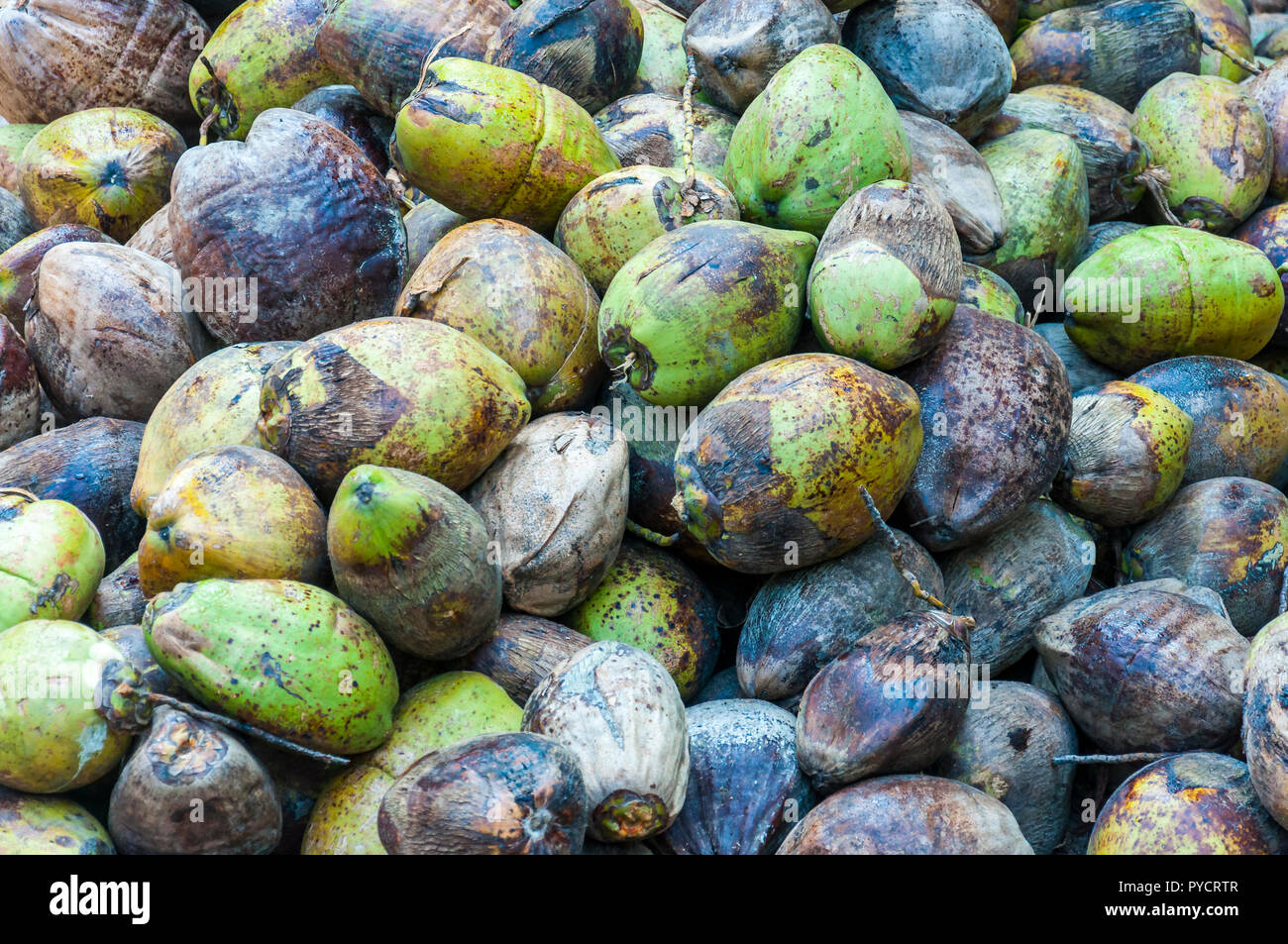 On this image there are bunch of coconuts folded on the ground for ...
