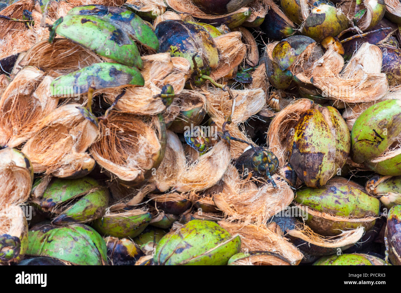 Here you can see the Indian coconut farm and their method of drying ...