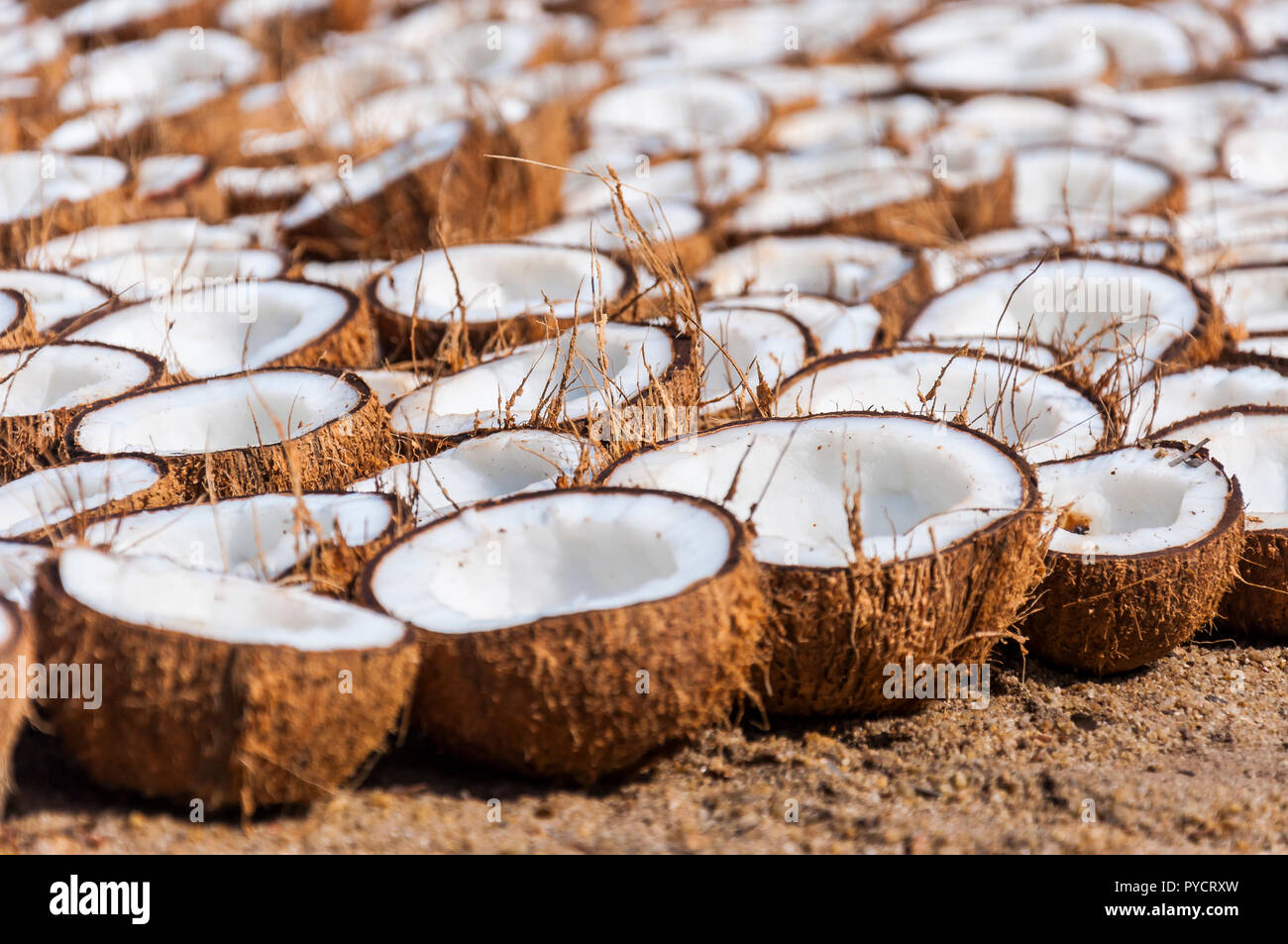 Here you can see the Indian coconut farm and their method of drying ...