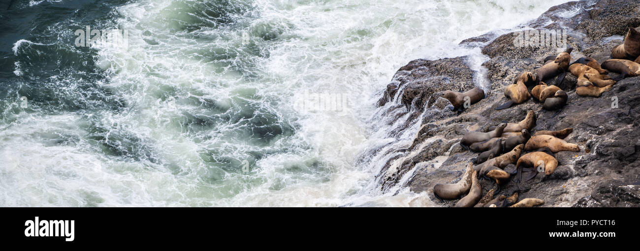 Seals on the stormy beach at the Newport, Oregon coast Stock Photo - Alamy