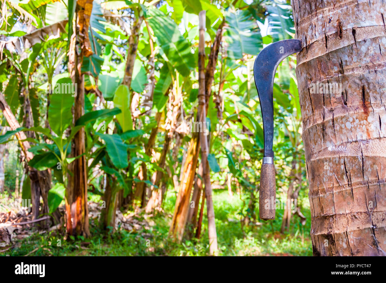 Traditional Coconut Knife on the tree in Kerala Backwaters, India. This ...