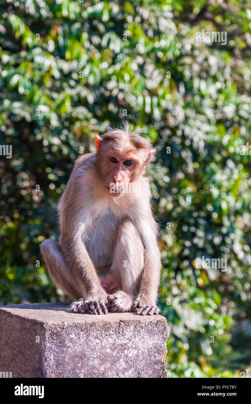 The Bonnet macaque are endemic to south India, The habitats including ...