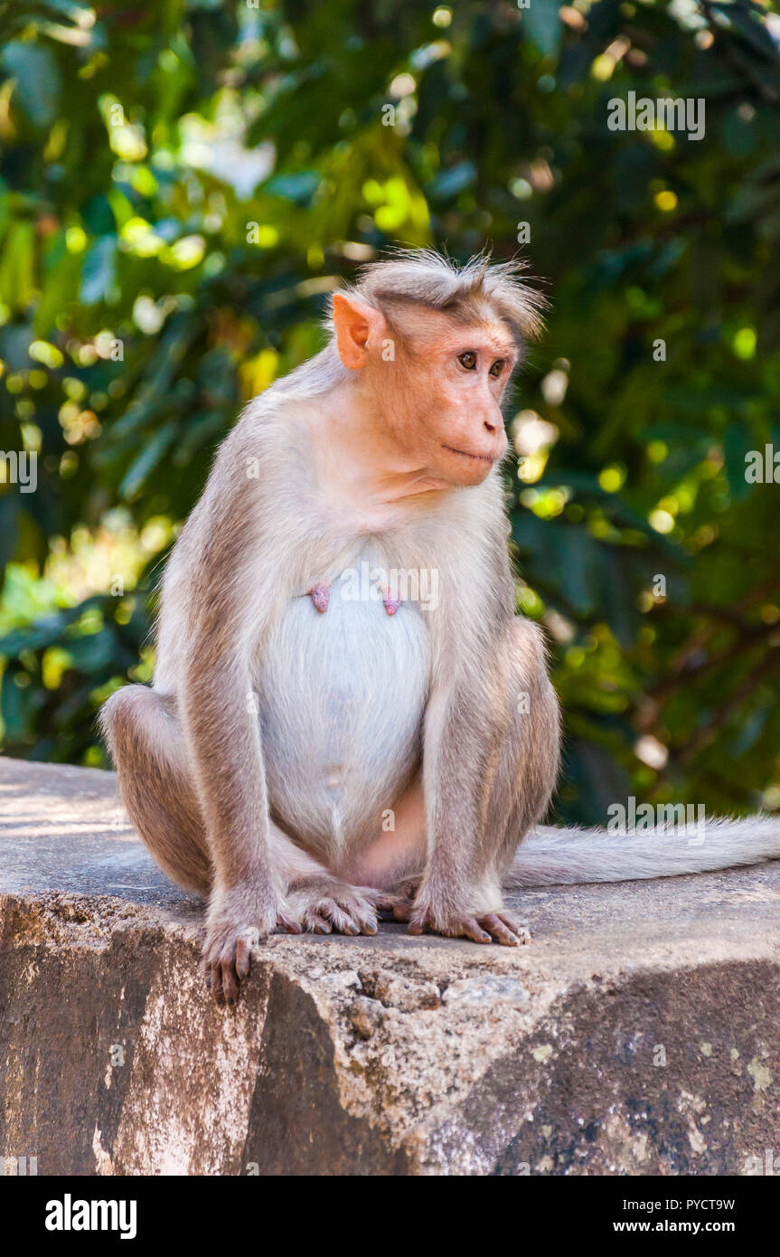 Macaca radiata western ghats hi-res stock photography and images - Alamy
