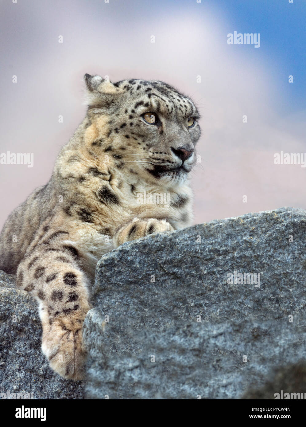 Portrait of captive Snow leopard or ounce Panthera uncia Stock Photo ...