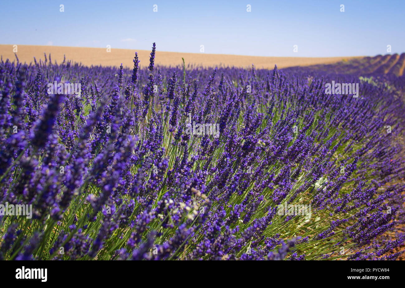 Sunset.Lavender field in sunlight,Spain. Beautiful image of lavender ...