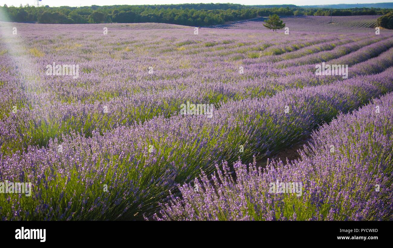 Sunset.Lavender field in sunlight,Spain. Beautiful image of lavender ...