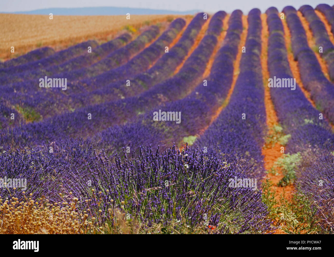 Sunset.Lavender field in sunlight,Spain. Beautiful image of lavender ...