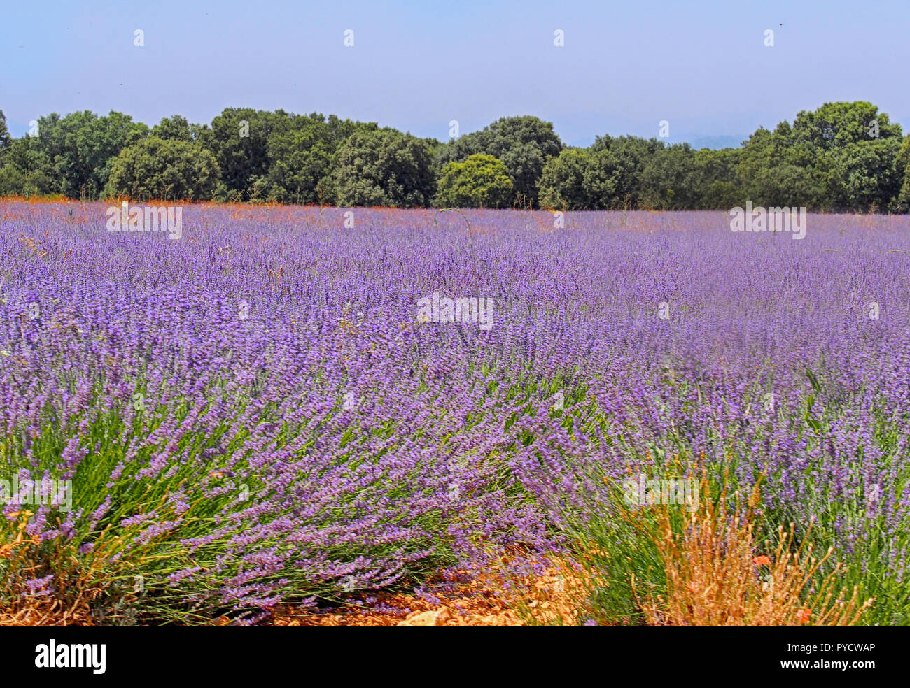 Sunset.Lavender field in sunlight,Spain. Beautiful image of lavender ...