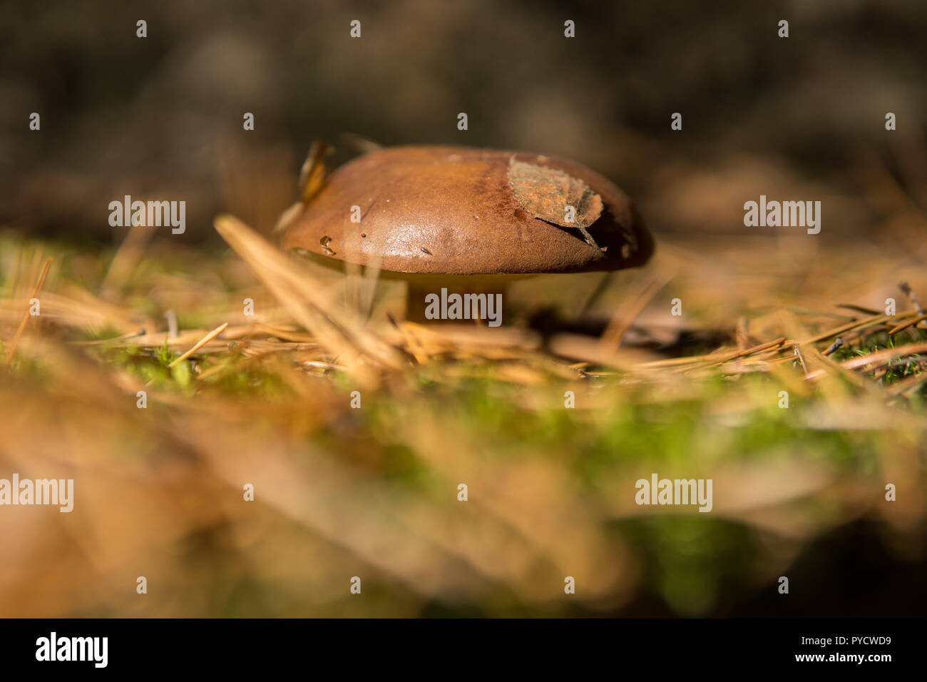 close up of xerocomus growing on the ground insie of a forest Stock ...