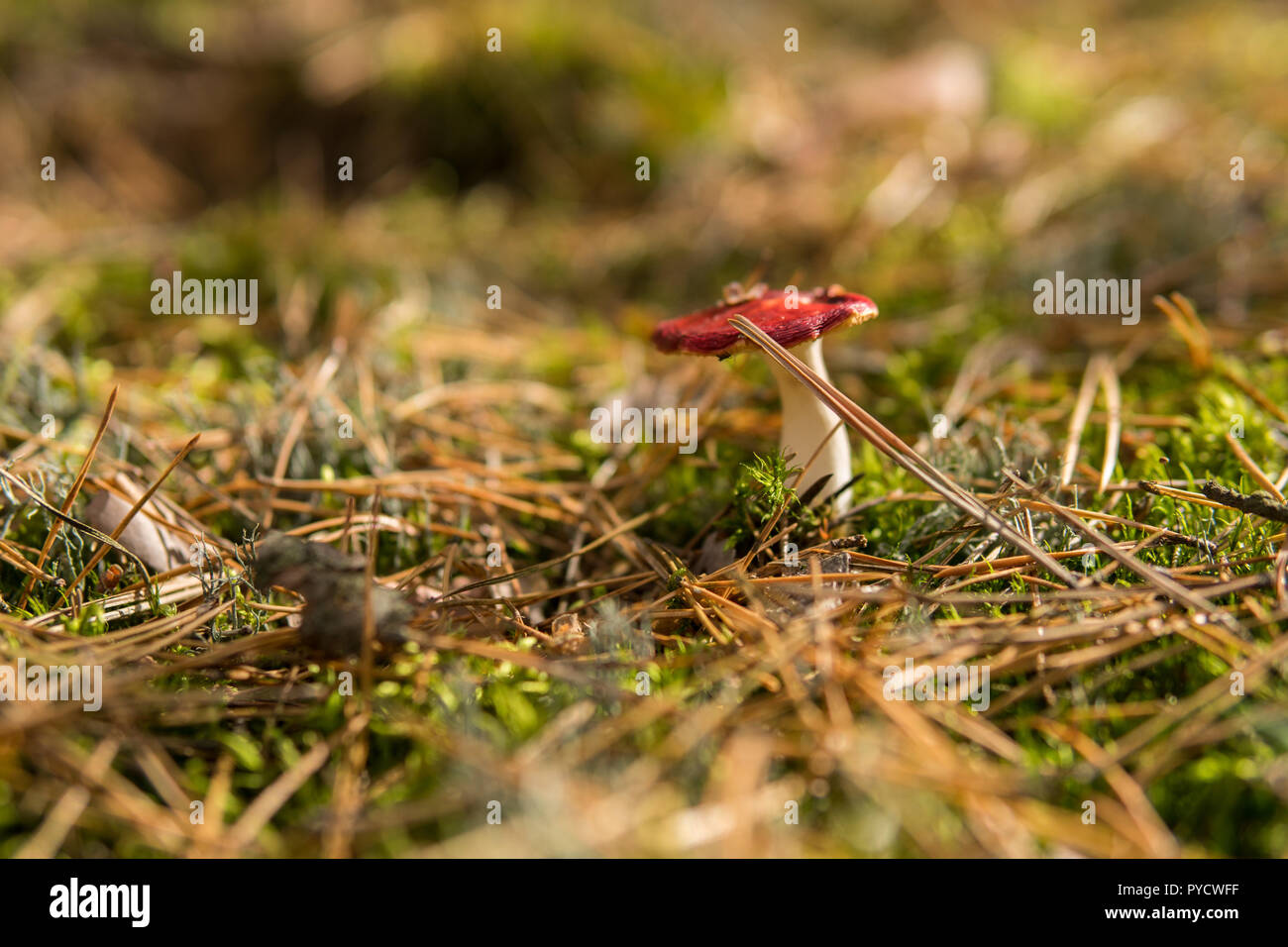 Groing food hi-res stock photography and images - Alamy