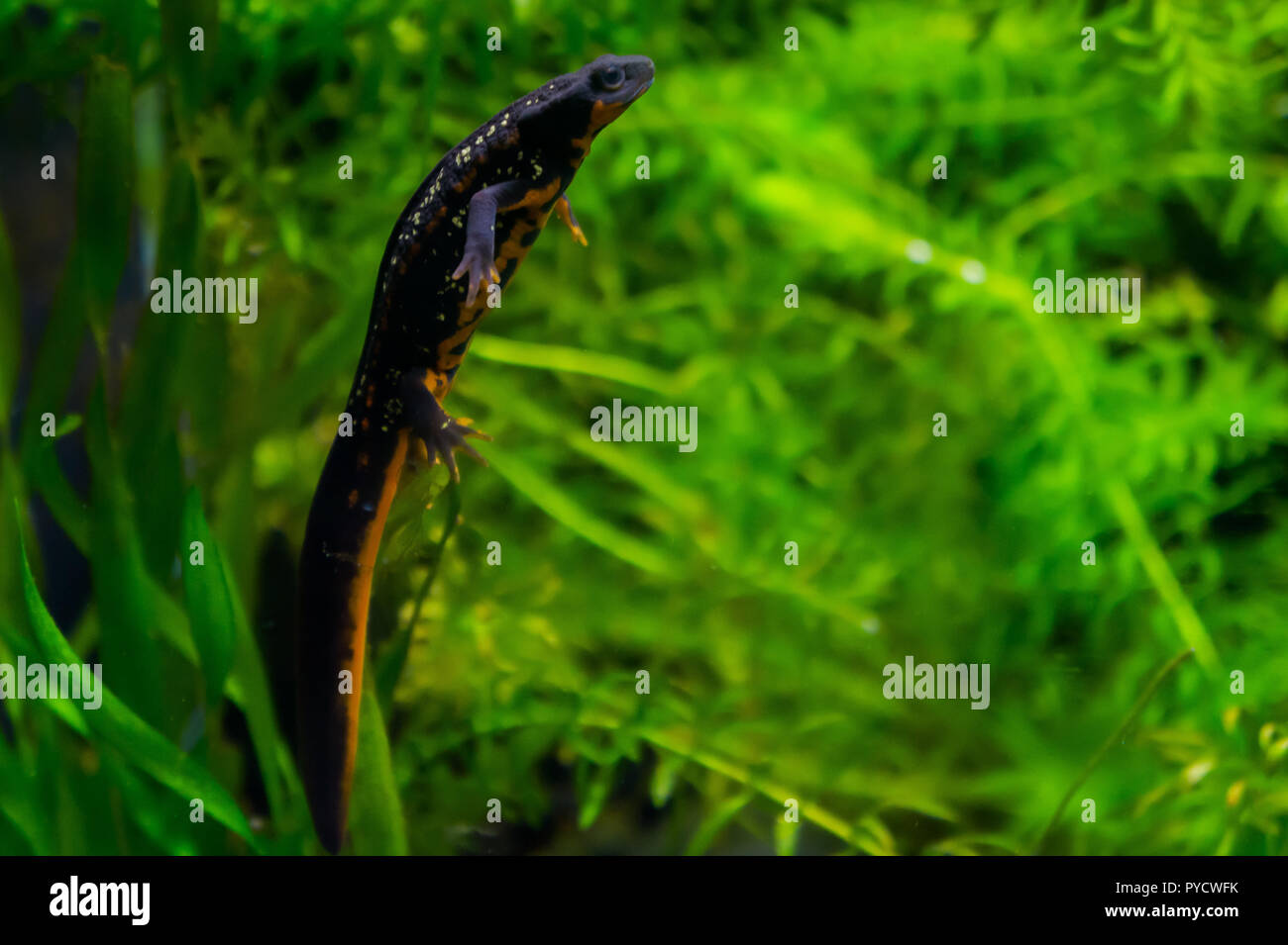 Greenery submarine hi-res stock photography and images - Alamy