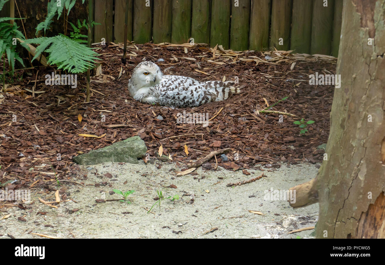 White owl lying on the ground Stock Photo - Alamy