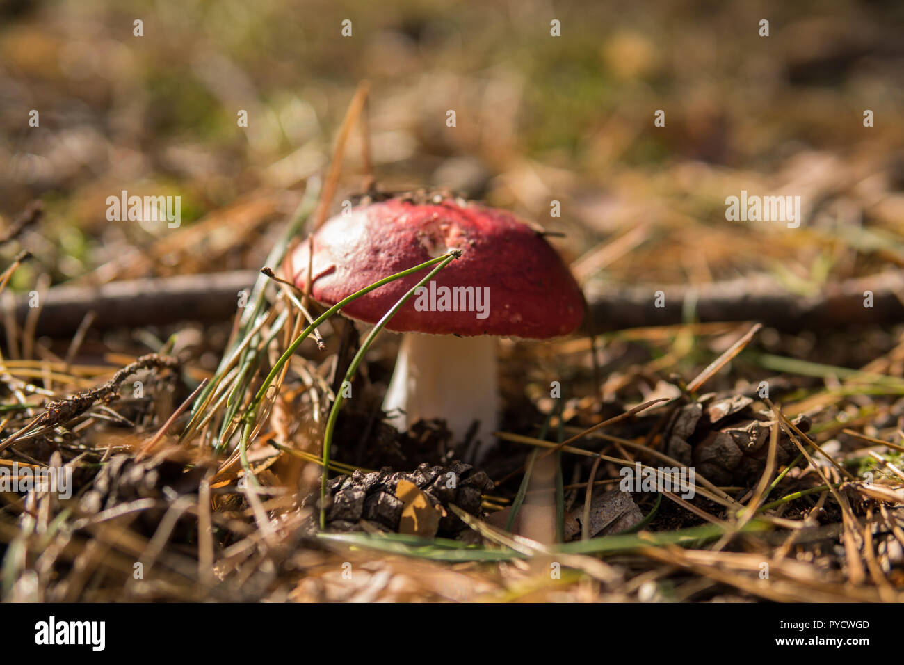 Groing food hi-res stock photography and images - Alamy