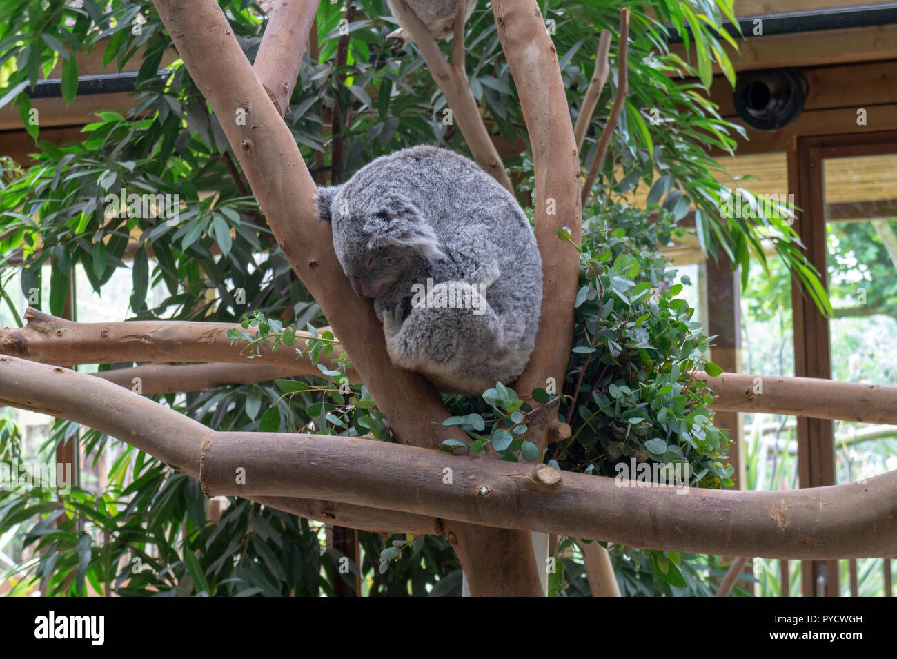 Sleepy koala bear hi-res stock photography and images - Alamy