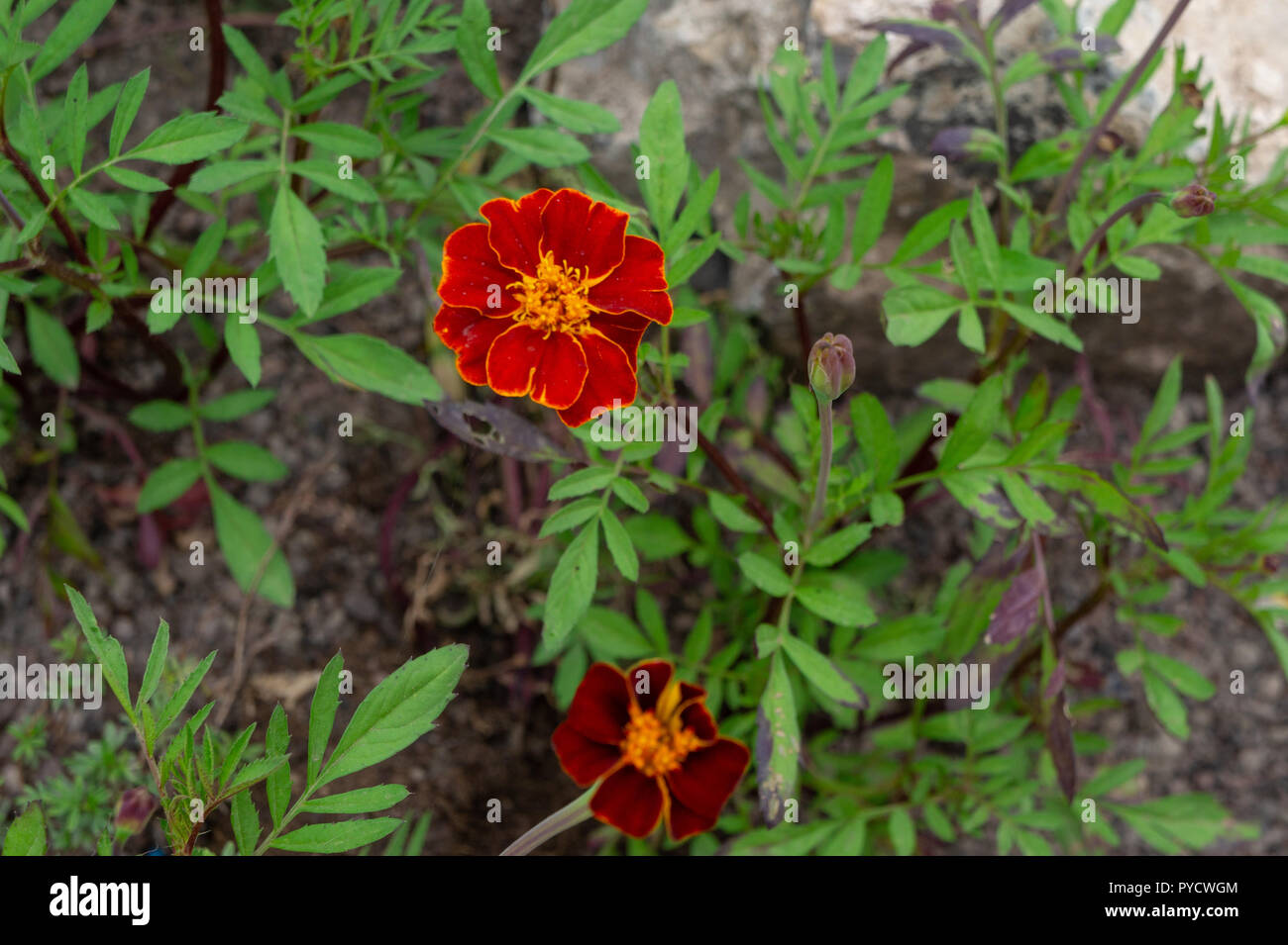 Tagetes Cinnabar from above Stock Photo - Alamy