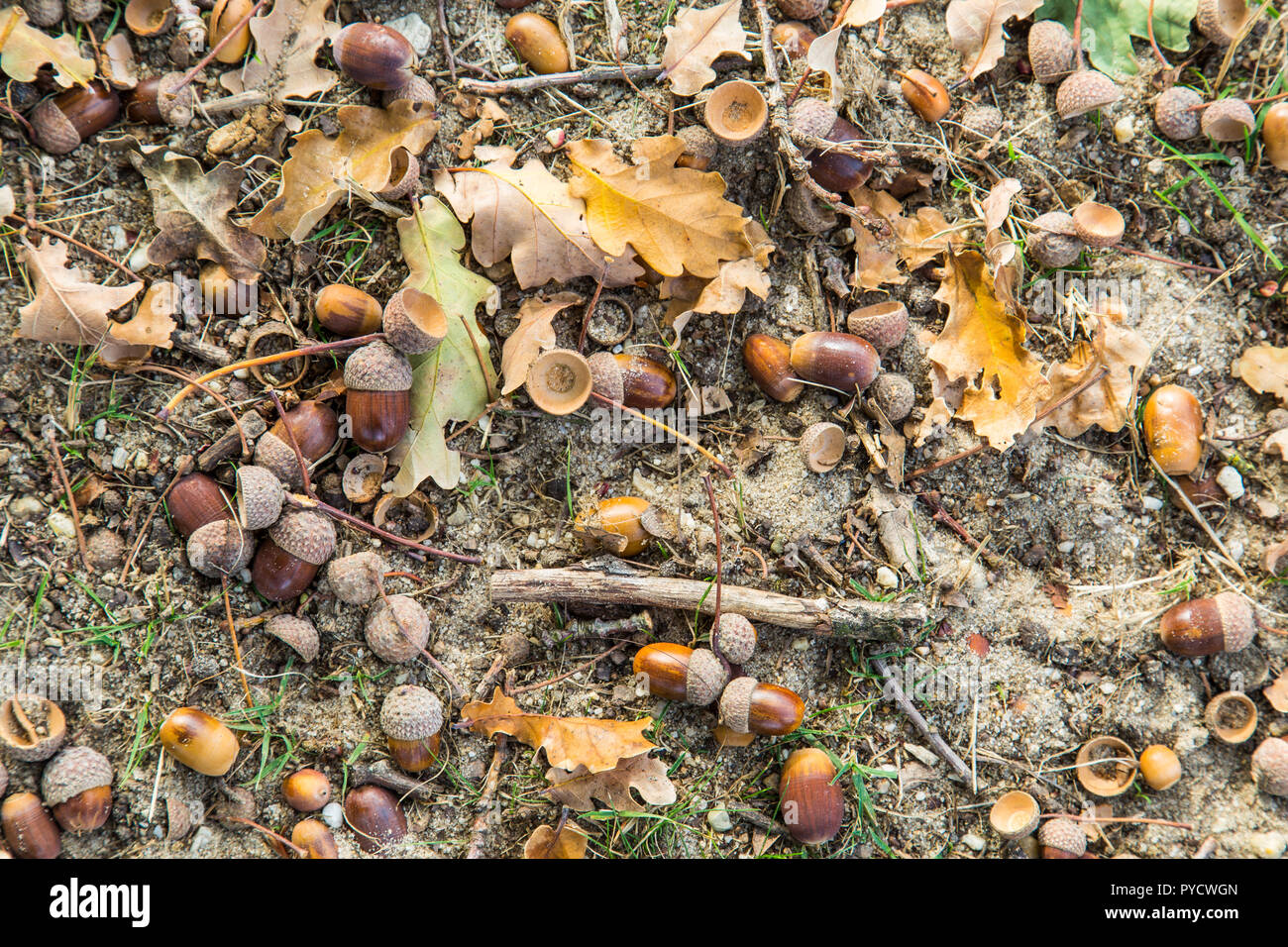 Acorns And Grass High Resolution Stock Photography and Images - Alamy