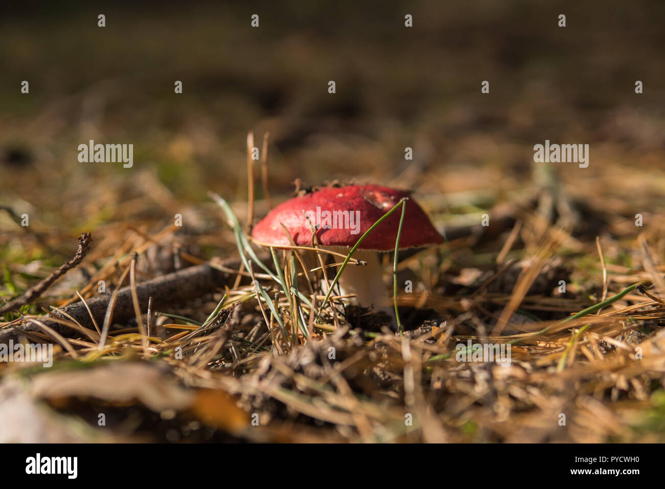 Groing food hi-res stock photography and images - Alamy