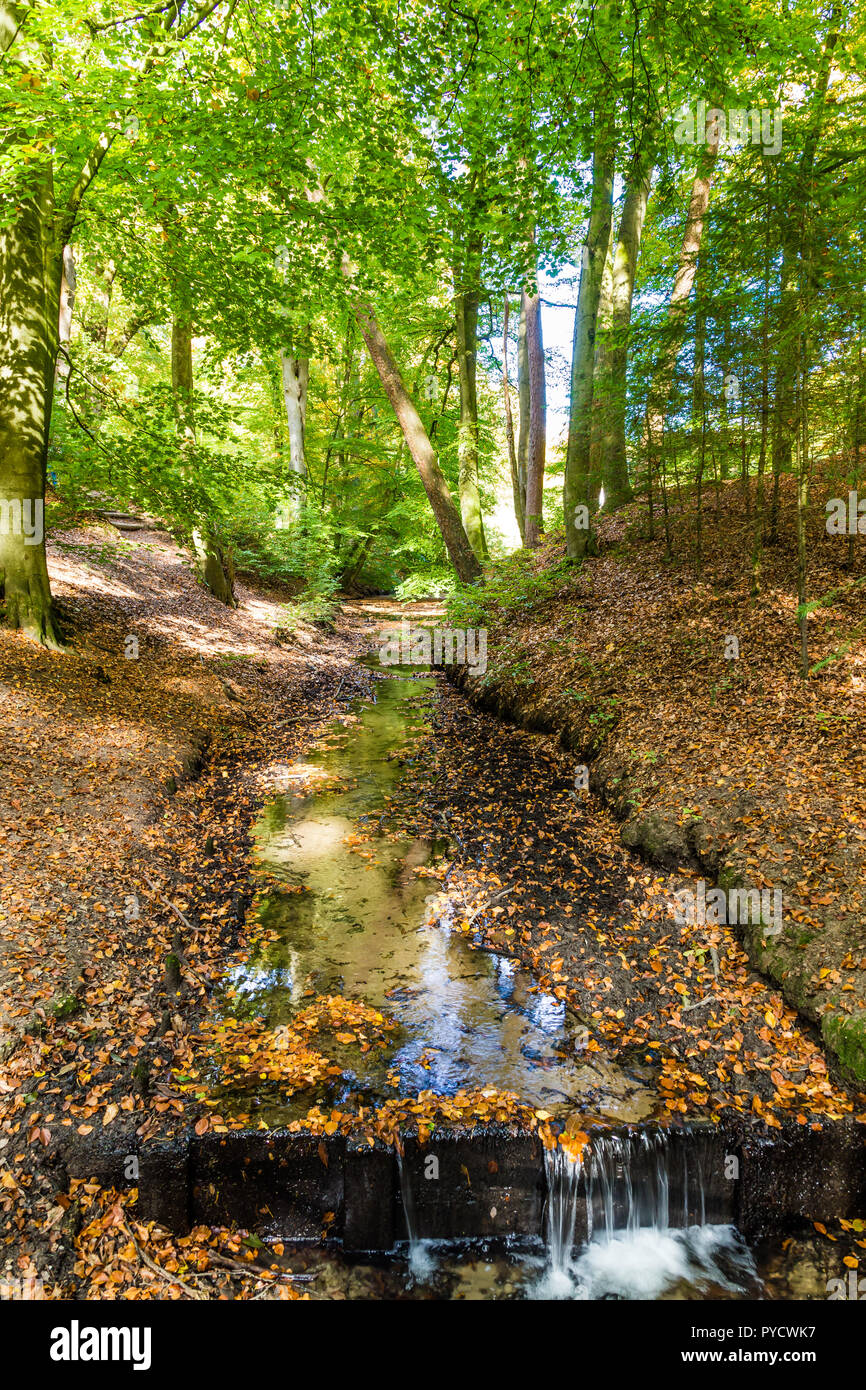 Little stream in the forest Stock Photo - Alamy
