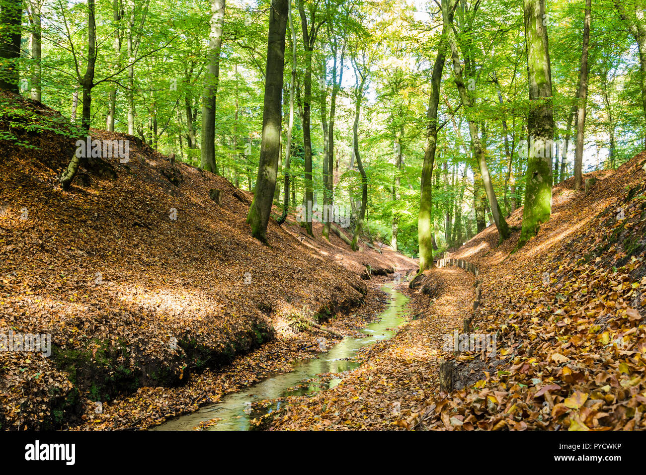 Velp forest hi-res stock photography and images - Alamy