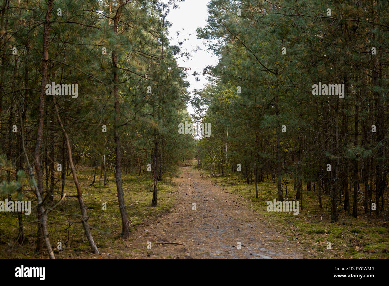 sandy path through forest full of small pine trees Stock Photo - Alamy