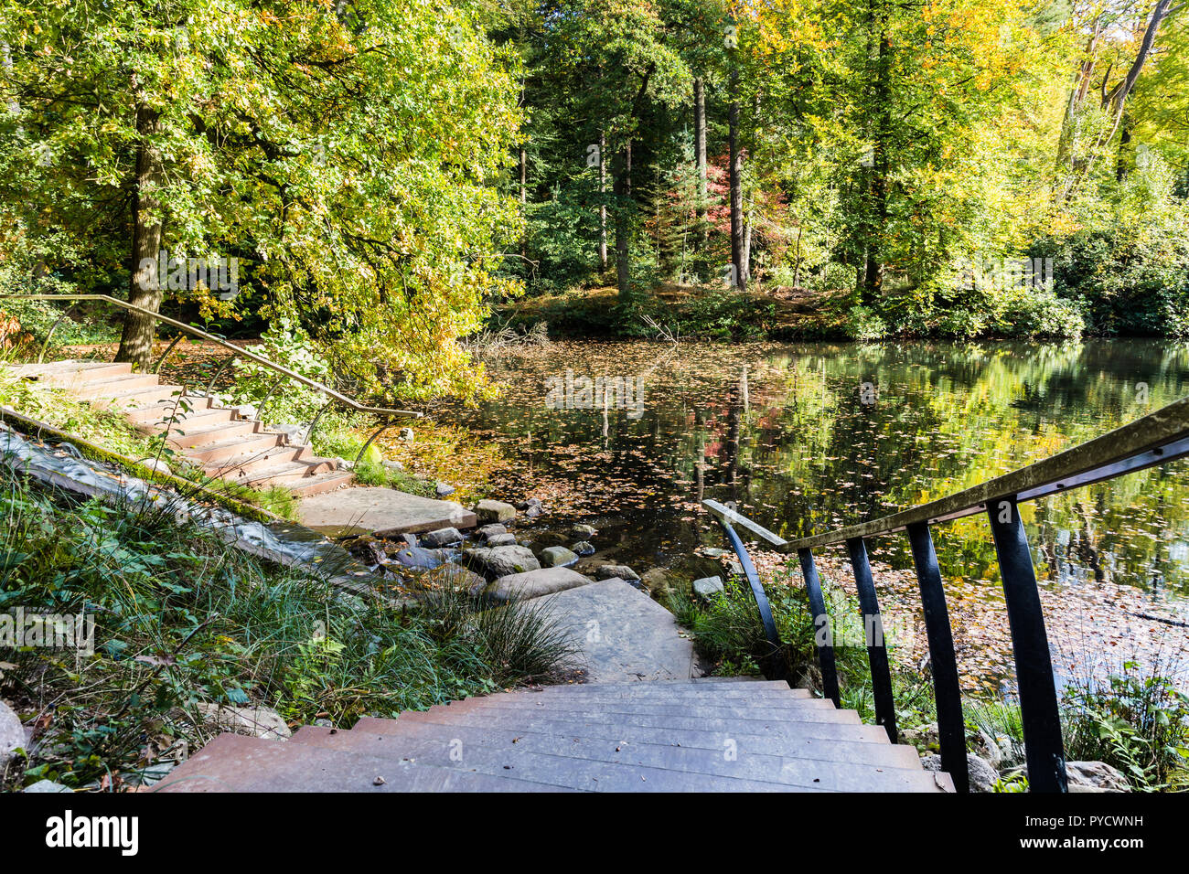 Little pool in the forest during autumn Stock Photo - Alamy