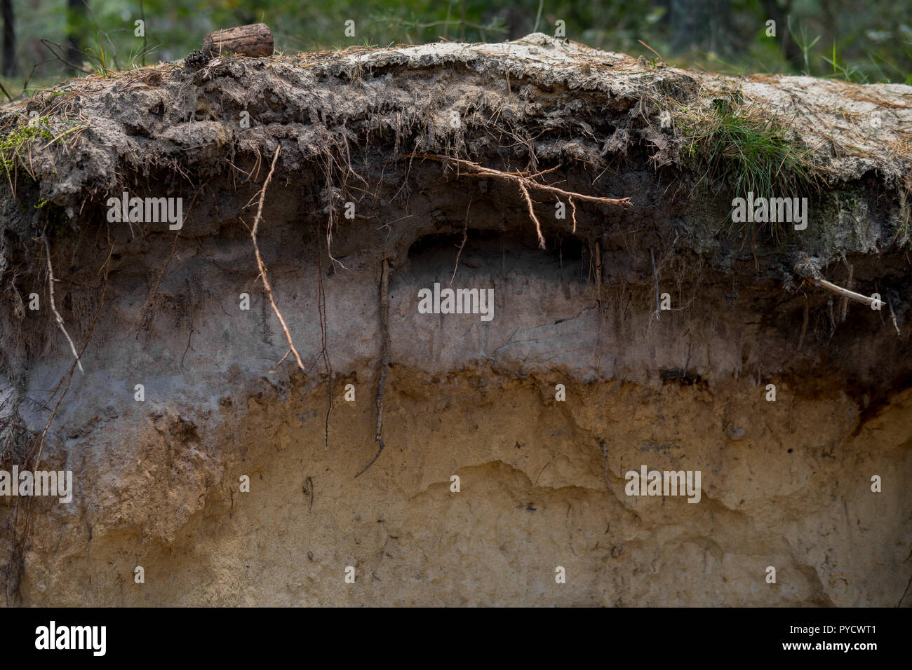 detail of a layers of podzol soil with visible borders Stock Photo - Alamy
