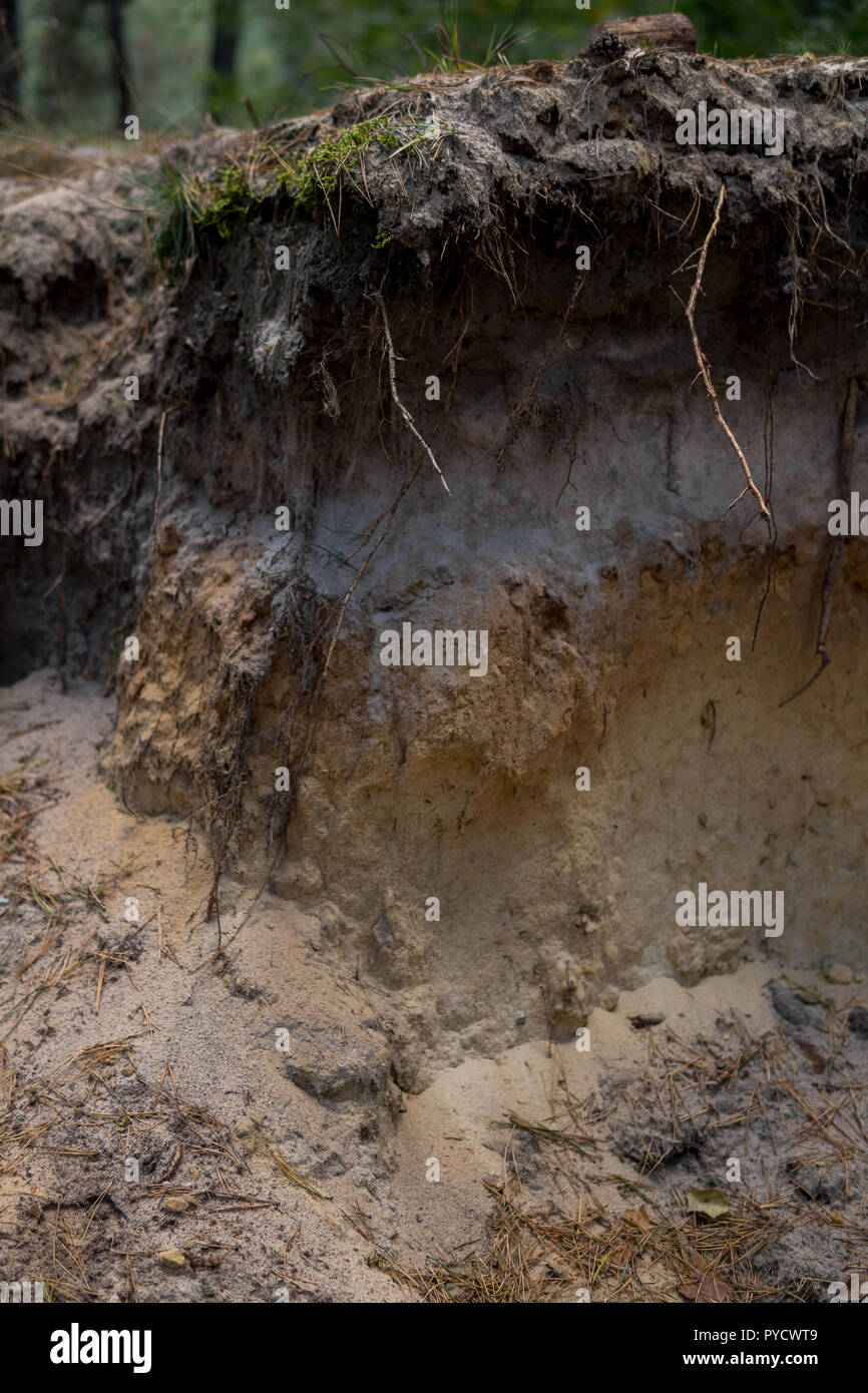 Podzol hi-res stock photography and images - Alamy