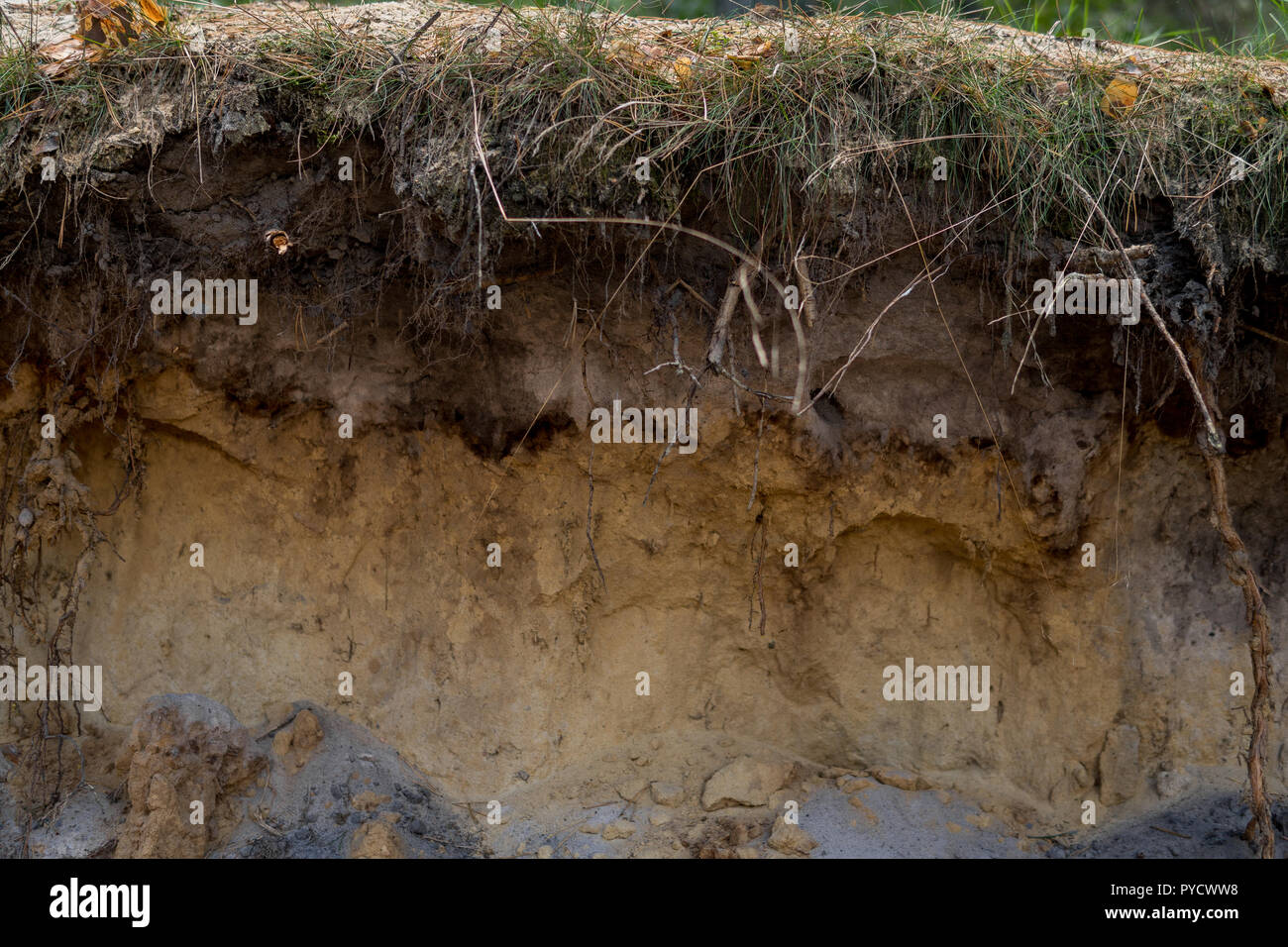 detail of a layers of podzol soil with visible borders Stock Photo - Alamy
