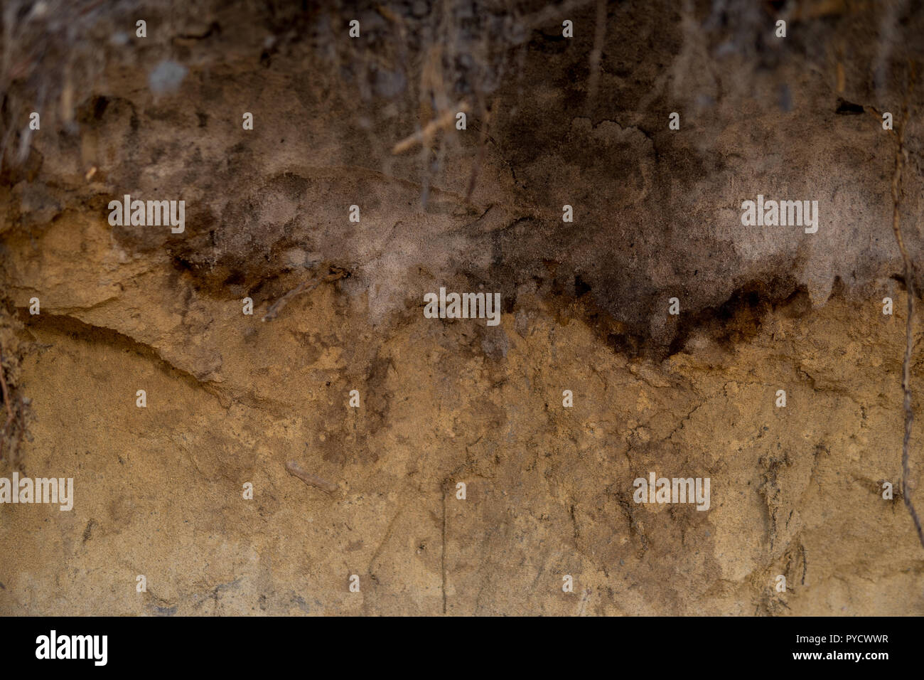 Podzol soil hi-res stock photography and images - Alamy