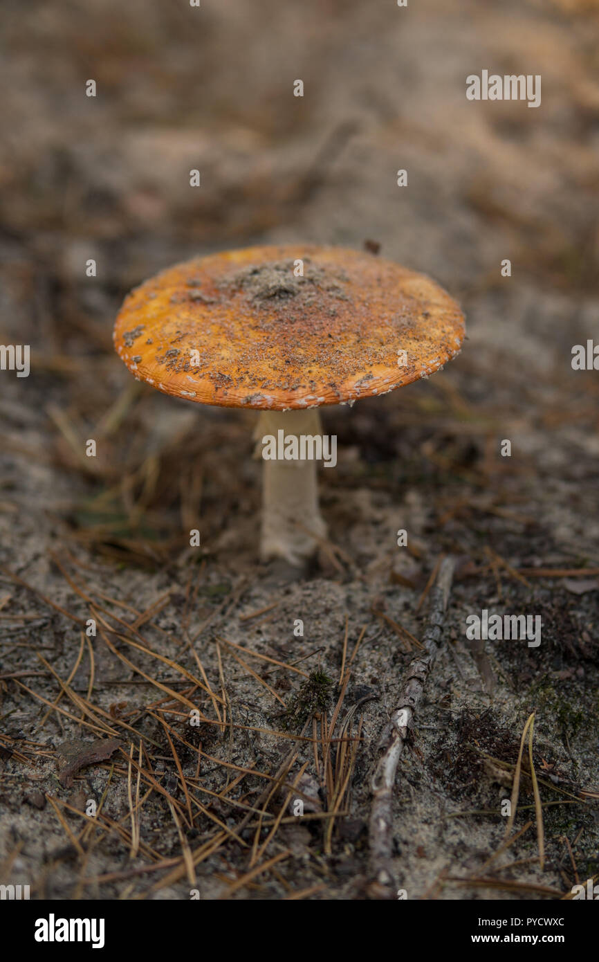 detail of toxic mushroom called amanita growing on the sandy ground in ...