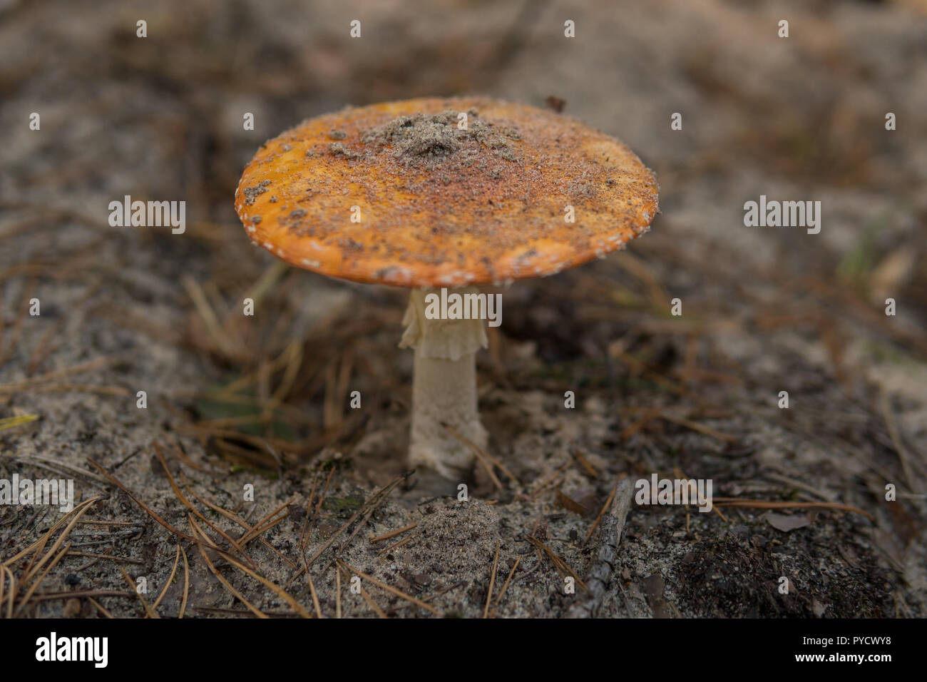 detail of toxic mushroom called amanita growing on the sandy ground in ...