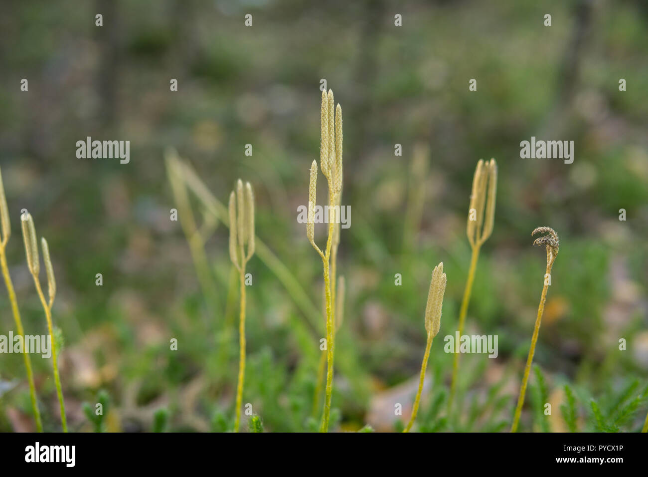 detail of Lycopodium growing on the ground inside of a forest Stock ...