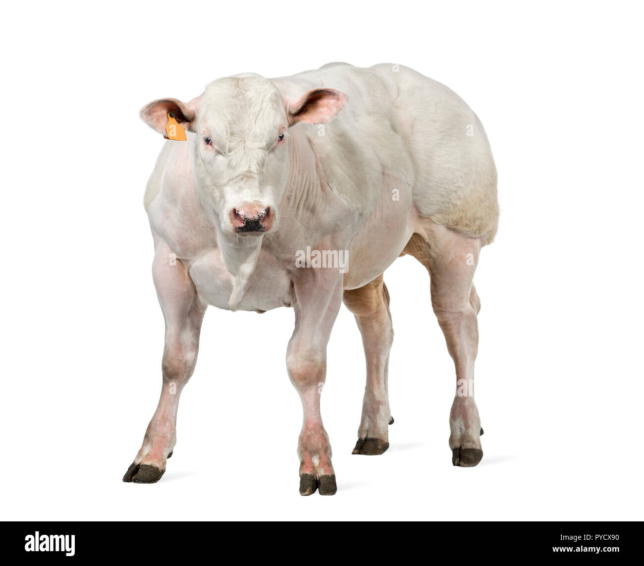 Belgian blue bull (8 months old) isolated on white Stock Photo - Alamy