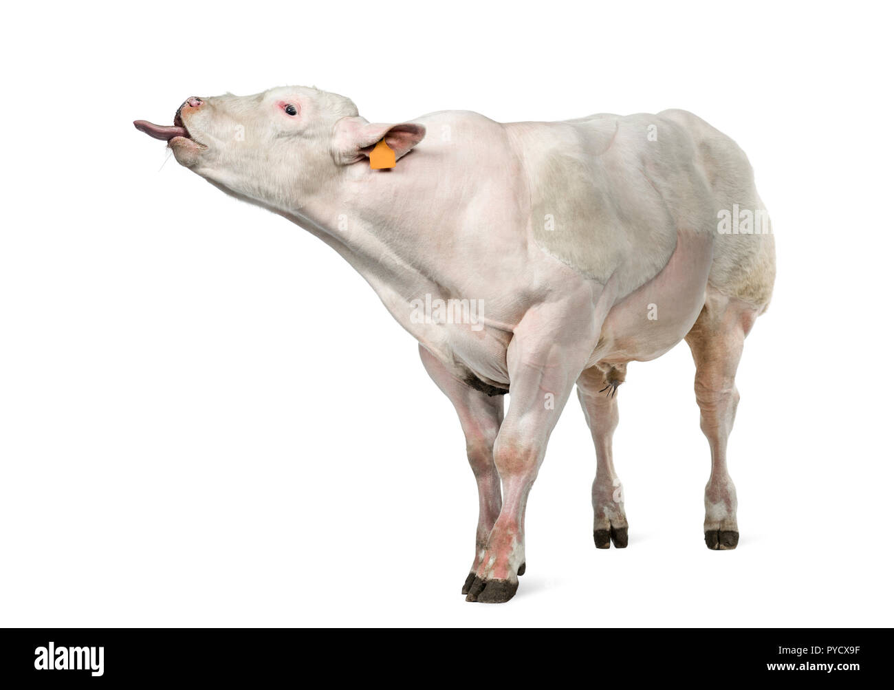 Belgian blue bull (8 months old) isolated on white Stock Photo - Alamy