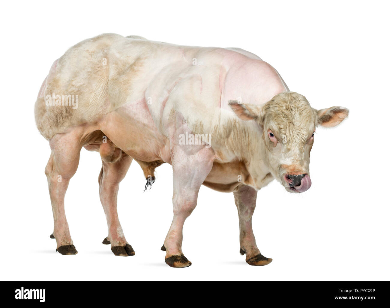 Belgian Blue Bull Stock Photos & Belgian Blue Bull Stock Images - Alamy