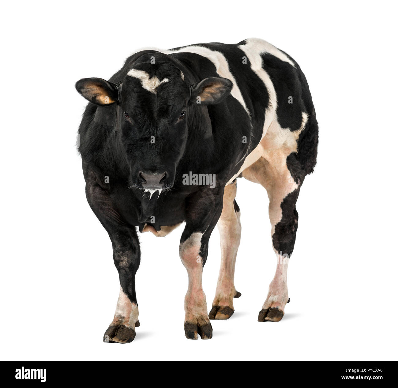 Belgian blue bull (16 months old), isolated on white Stock Photo - Alamy