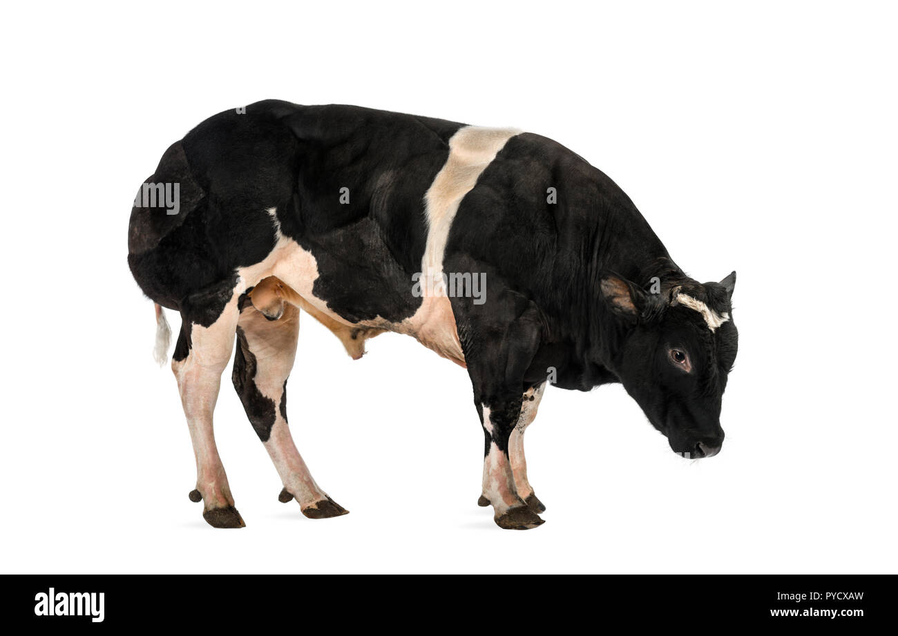 Mammal belgian blue bull hi-res stock photography and images - Alamy