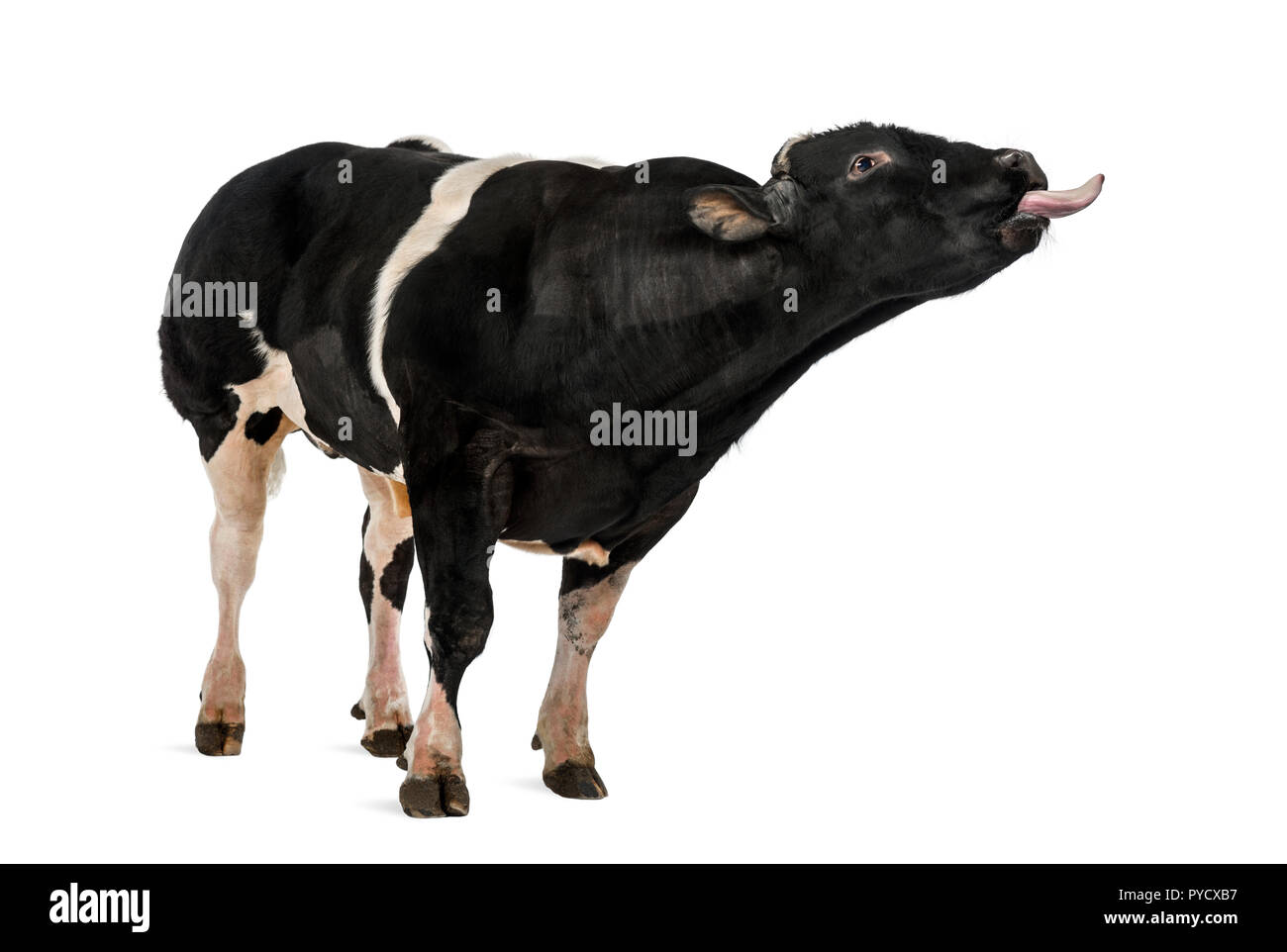 Mammal belgian blue bull hi-res stock photography and images - Alamy