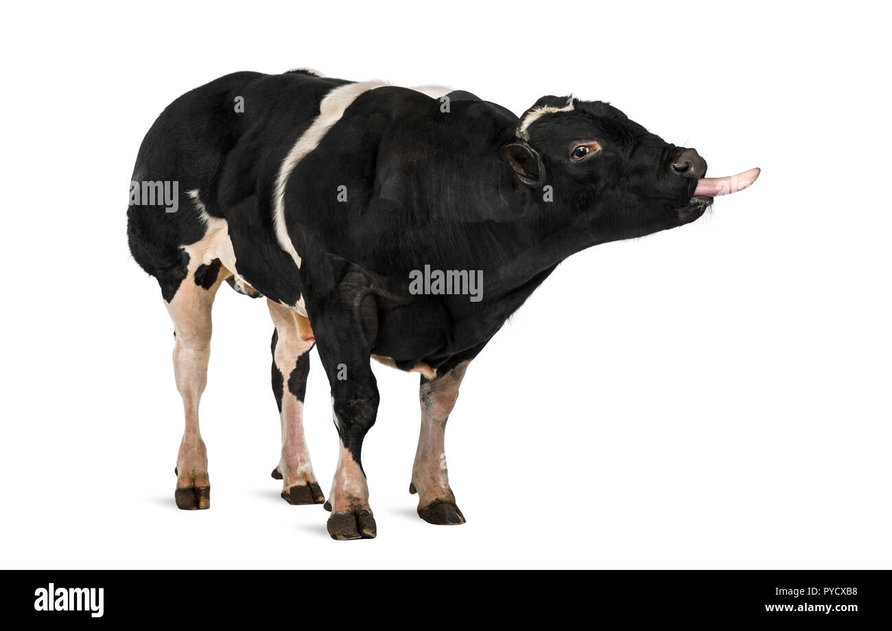 Belgian blue bull (16 months old), isolated on white Stock Photo - Alamy