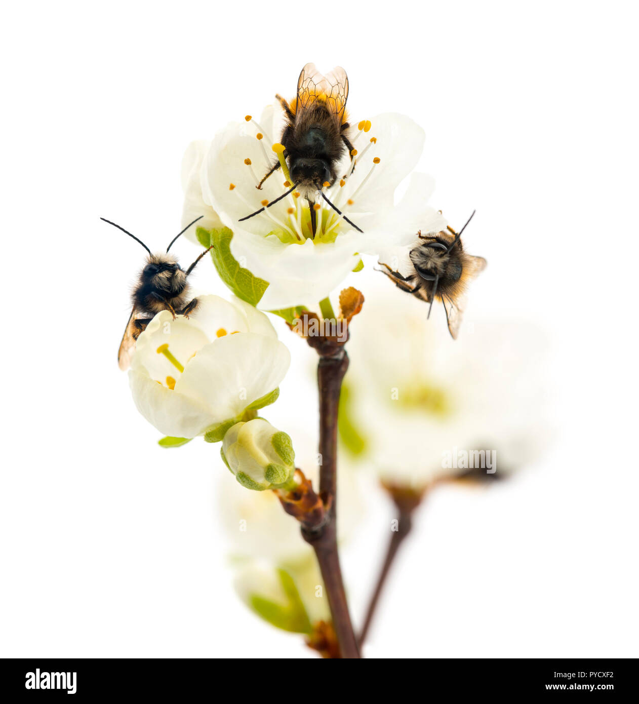 Forage plant for bees hi-res stock photography and images - Alamy