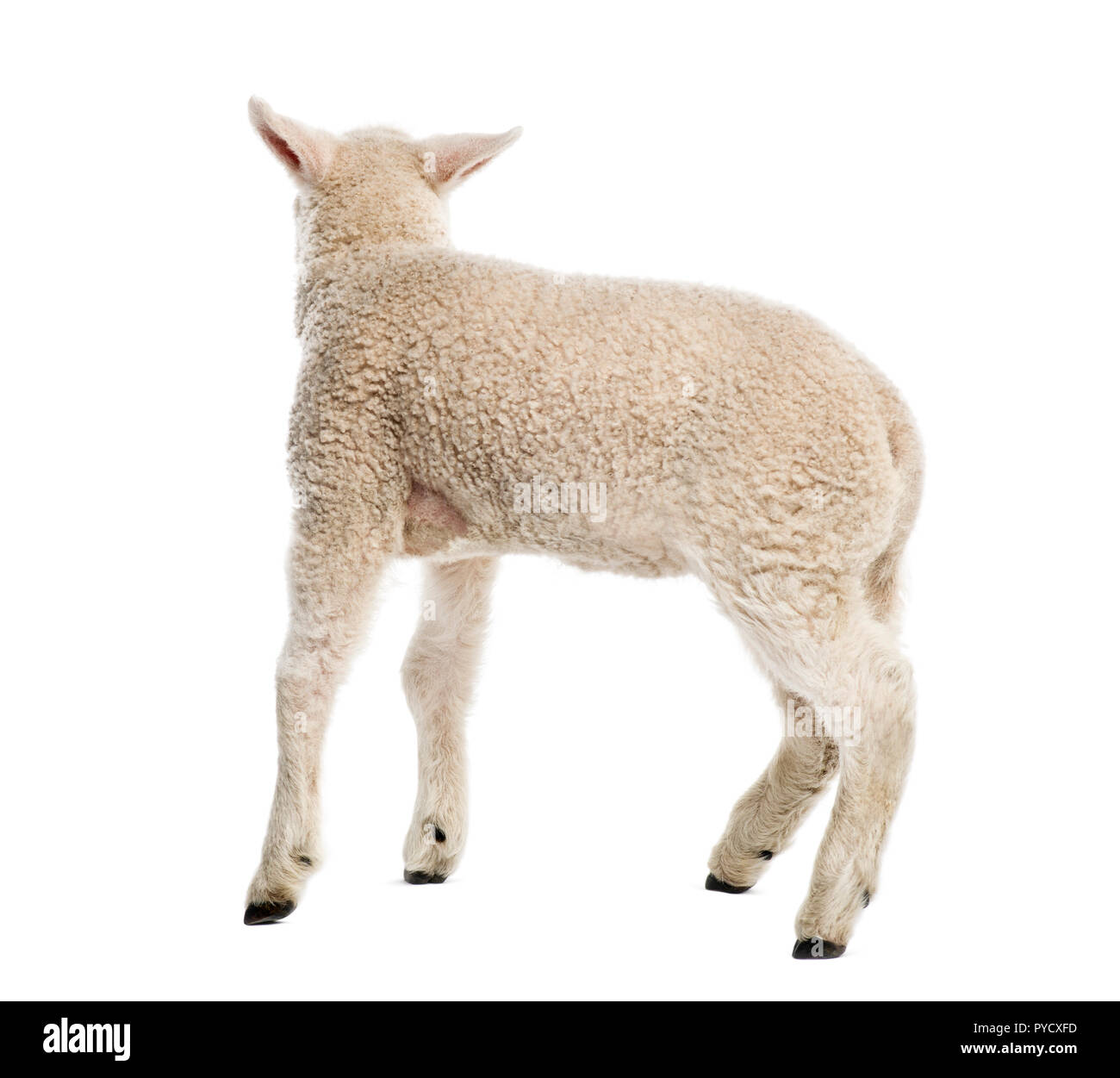 Rear view of sheep Cut Out Stock Images & Pictures - Alamy