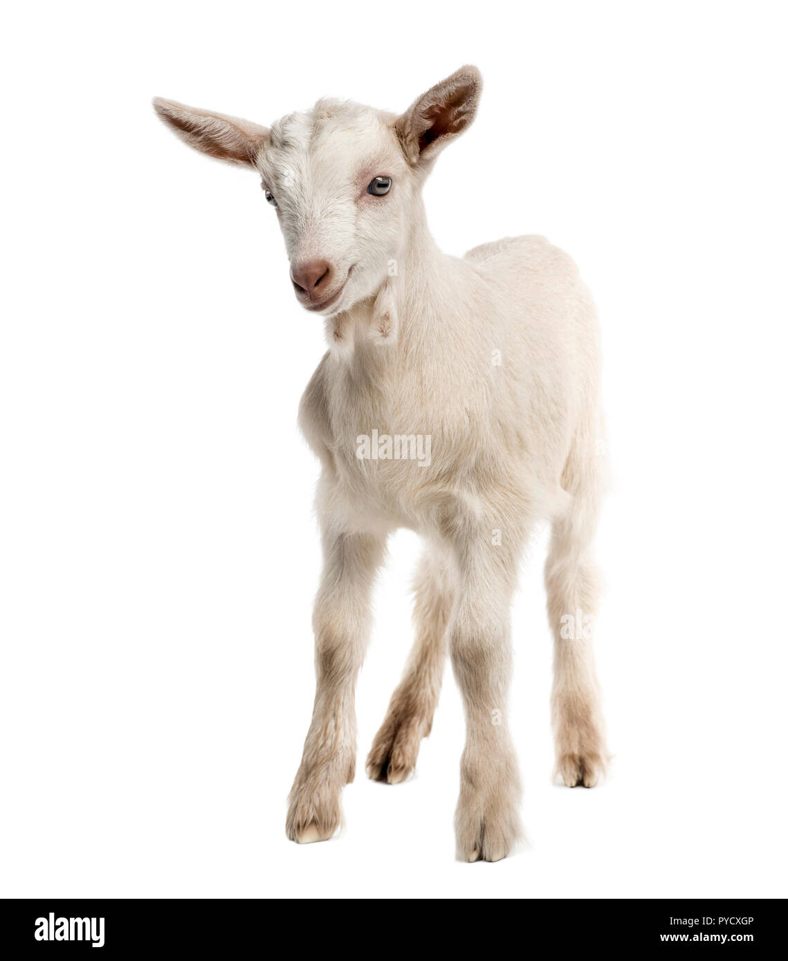 Goat kid (8 weeks old) isolated on white Stock Photo - Alamy
