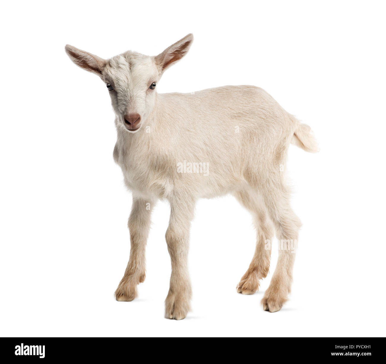 Goat kid (8 weeks old) isolated on white Stock Photo - Alamy