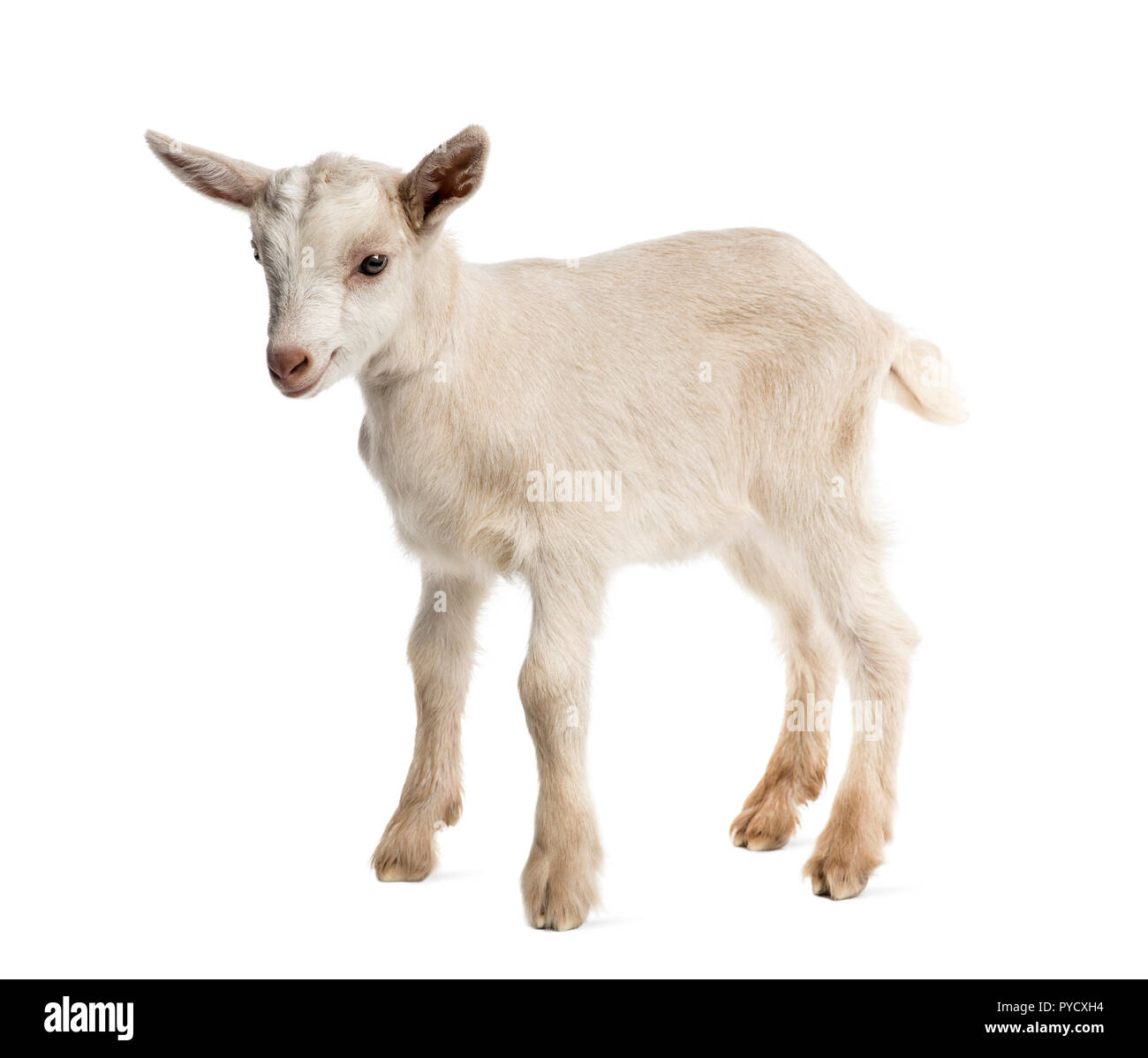 Goat kid (8 weeks old) isolated on white Stock Photo - Alamy