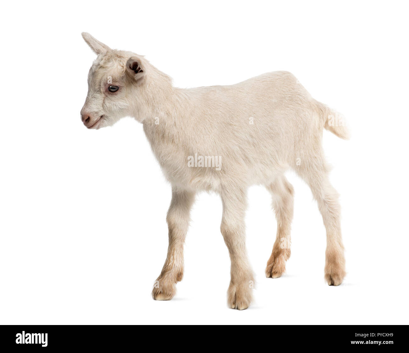 Goat kid (8 weeks old) isolated on white Stock Photo - Alamy