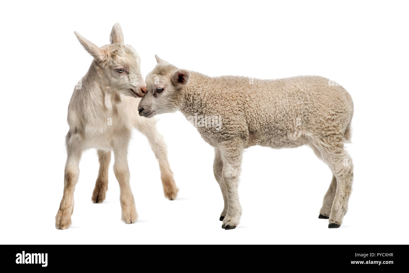 Lamb and goat kid (8 weeks old) isolated on white Stock Photo - Alamy