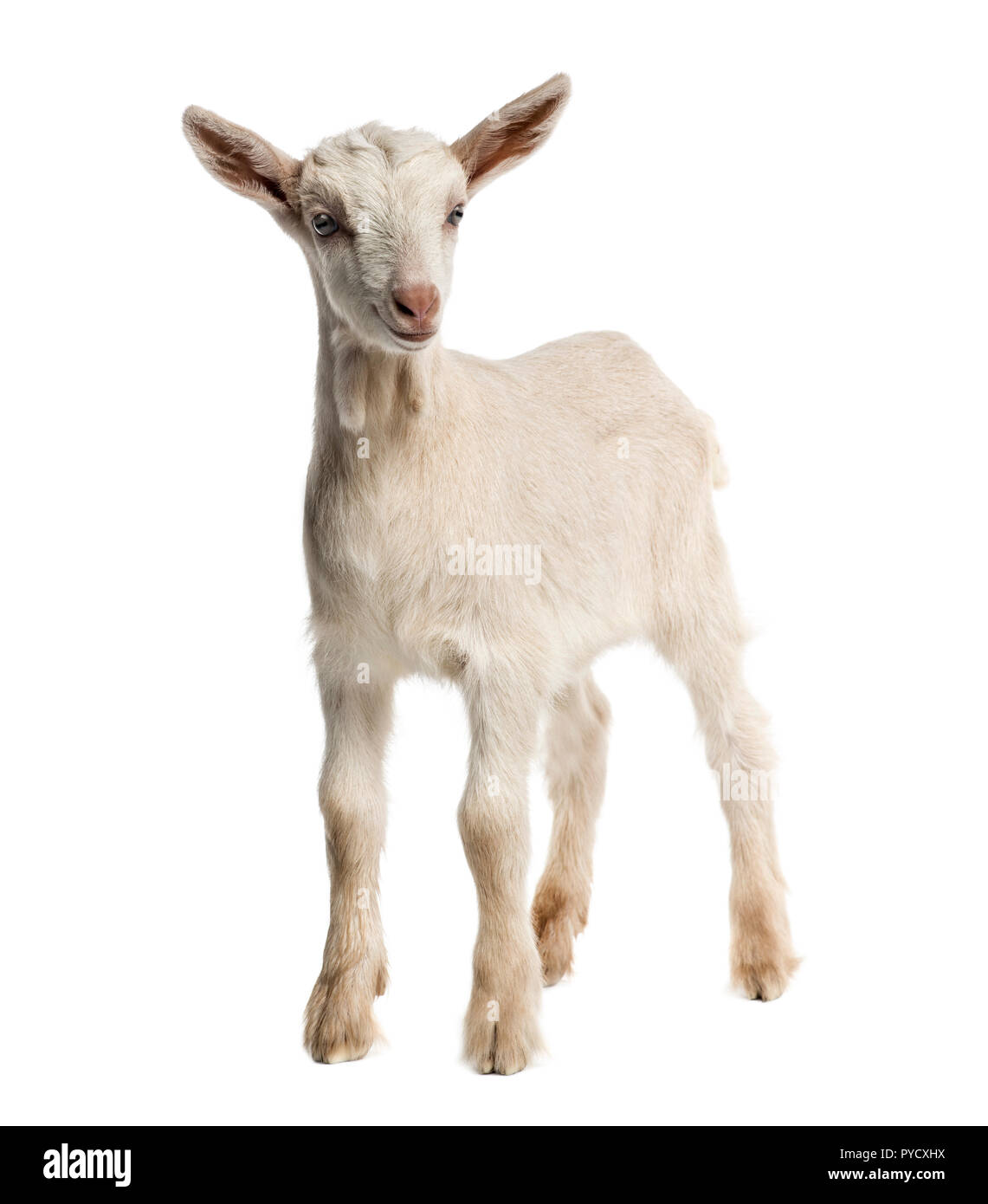Goat kid (8 weeks old) isolated on white Stock Photo - Alamy